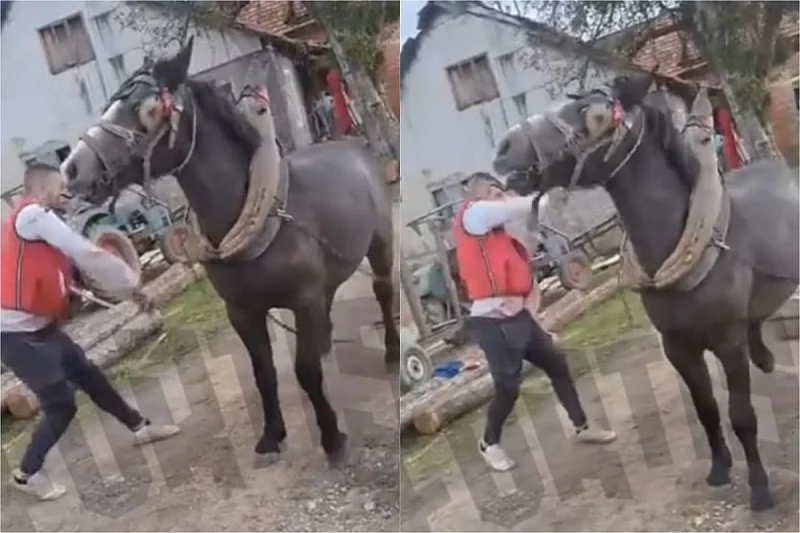 Uznemirujući snimak / BiH: Objavljen snimak na kojem dvojica muškaraca tuku konja, policija ih ...